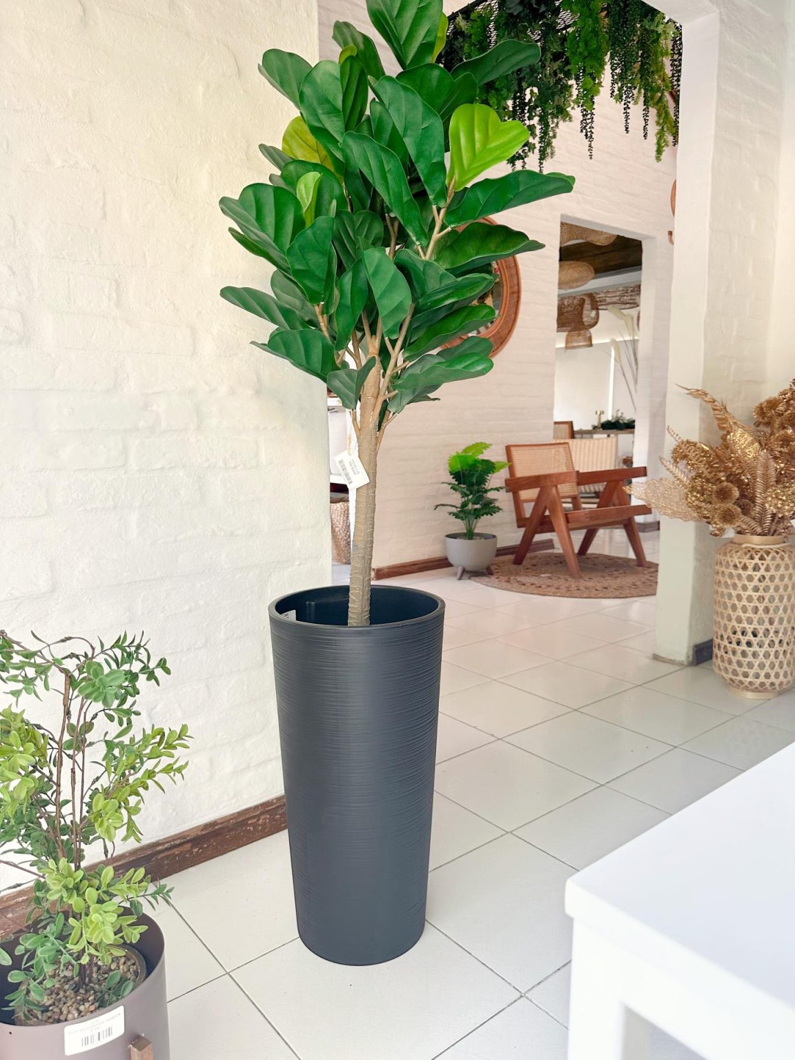 Ficus Lirata – Indrana
